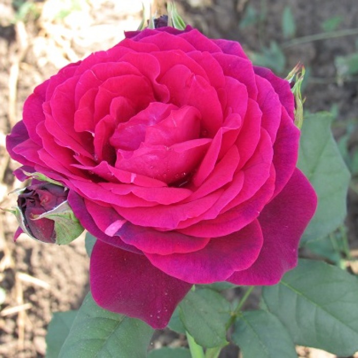 Купити Astrid Grafin von Hardenberg (Астрід Графін фон Харденберг ...